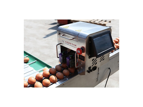 Egg Grader | Egg grading machines - 101A