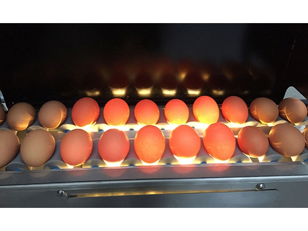 Complete Egg Processing Line | Food Industry Equipment - 300A | ETW ...