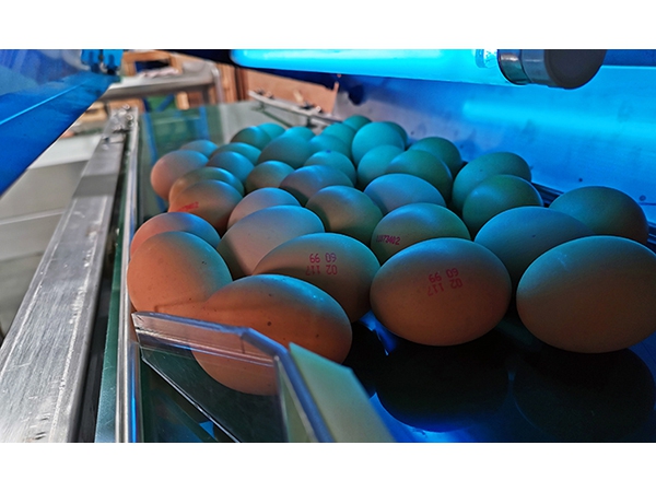 Complete Egg Processing Line | Food Industry Equipment - 300A | ETW ...