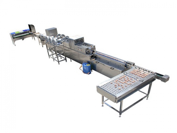 Complete Egg Processing Line | Food Processing Equipment - 301A